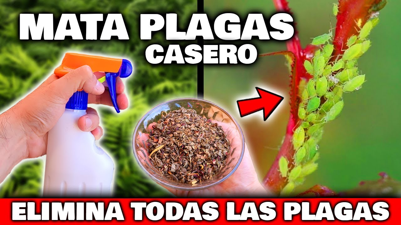 Cómo Funciona el Control de Plagas con Métodos Naturales: Guía Completa ...